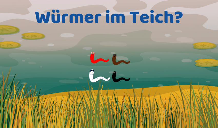Teich Rote Würmer